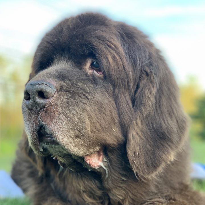 Do Newfoundland Dogs Drool? - My Brown Newfies
