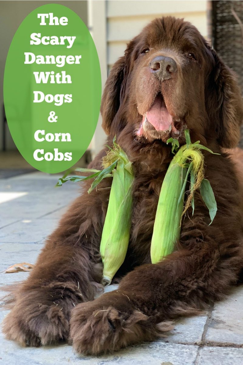The Scary Danger With Dogs And Corn Cobs - My Brown Newfies