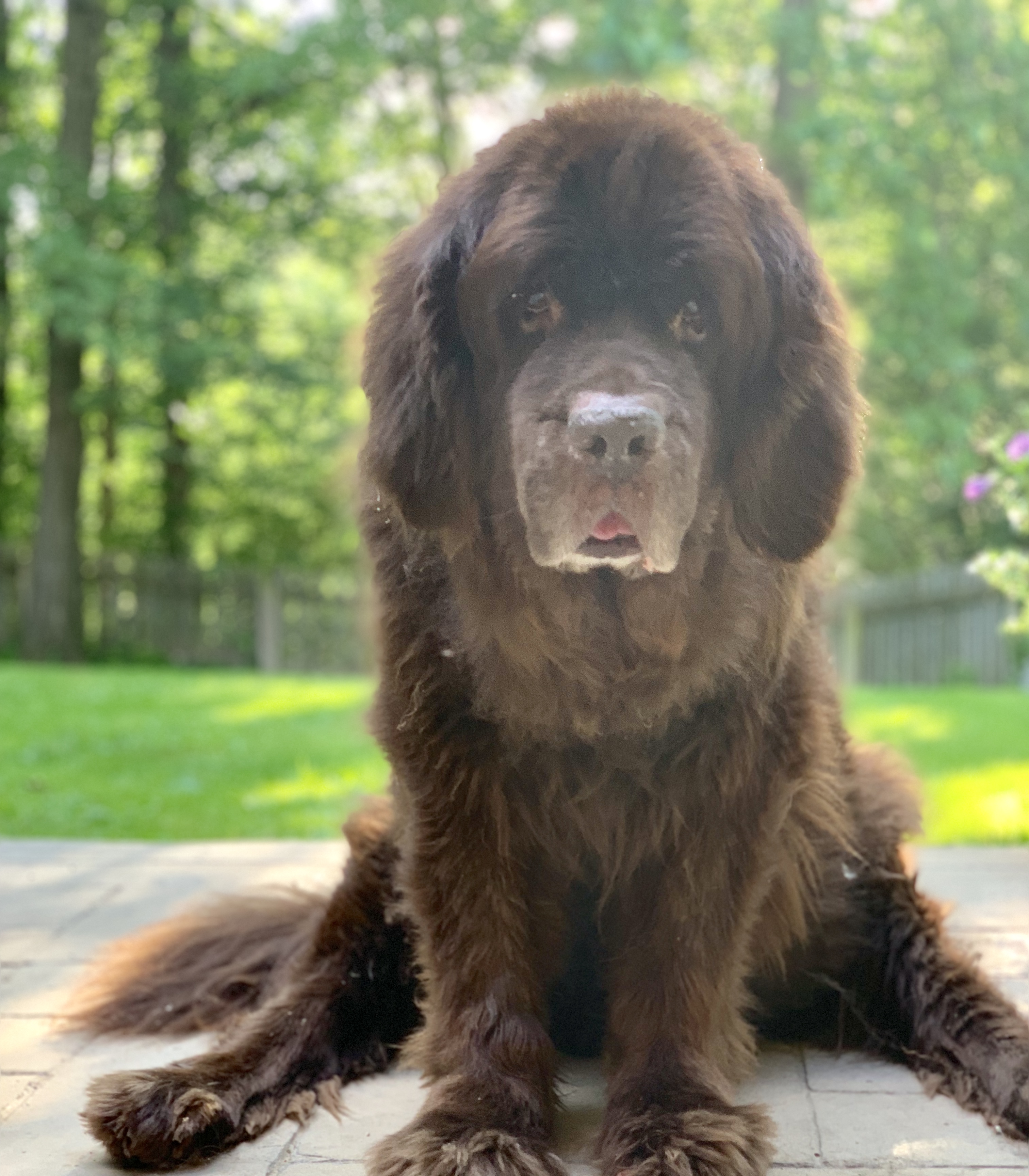 How To Determine Your Senior Newfoundland's Quality Of Life - My Brown ...