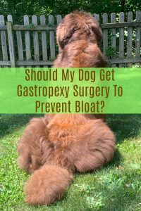 Should I Get Gastropexy To Prevent Bloat In My Dog? - My Brown Newfies