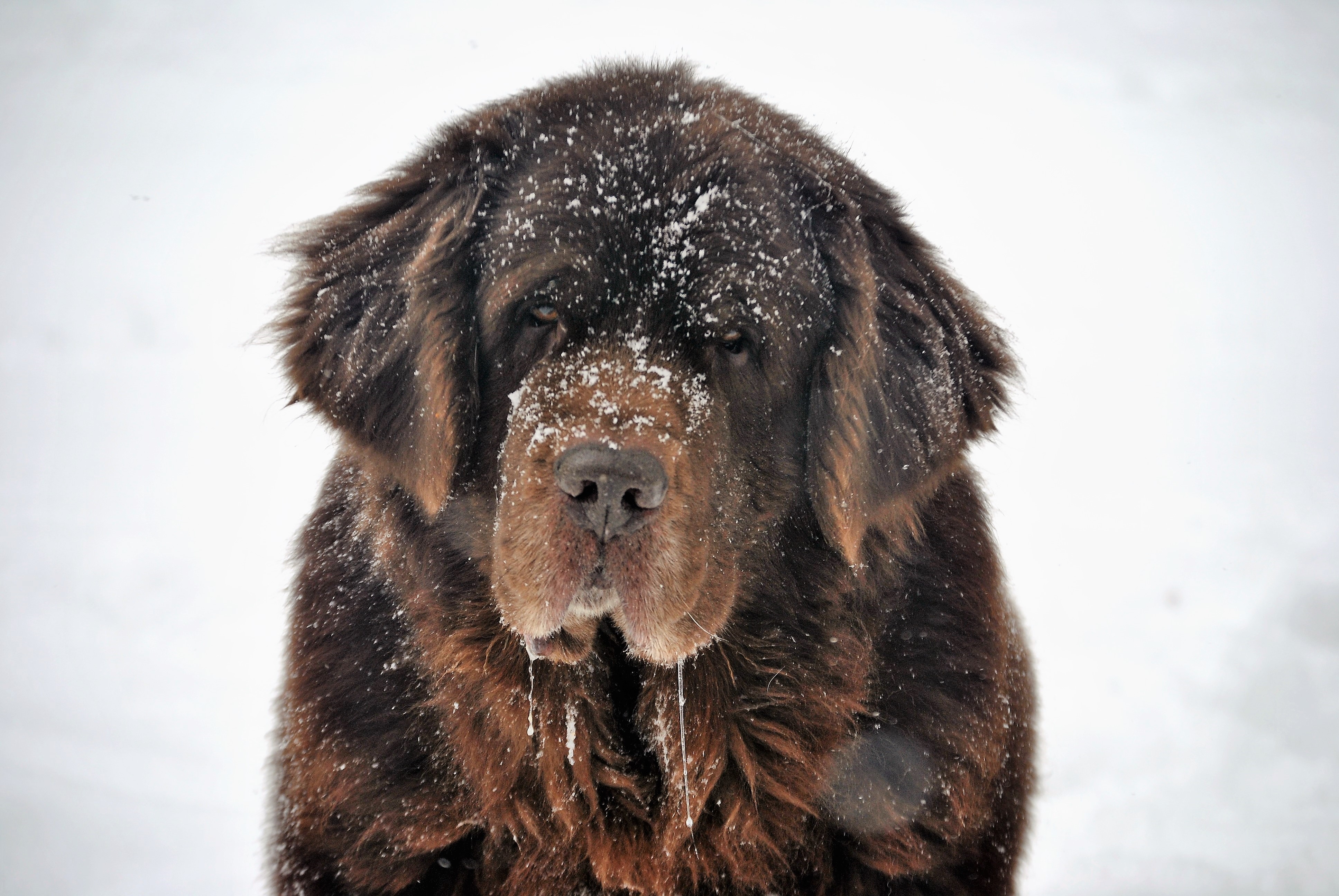 The Newfie's 2019-2020 Winter Forecast and Predictions - My Brown Newfies