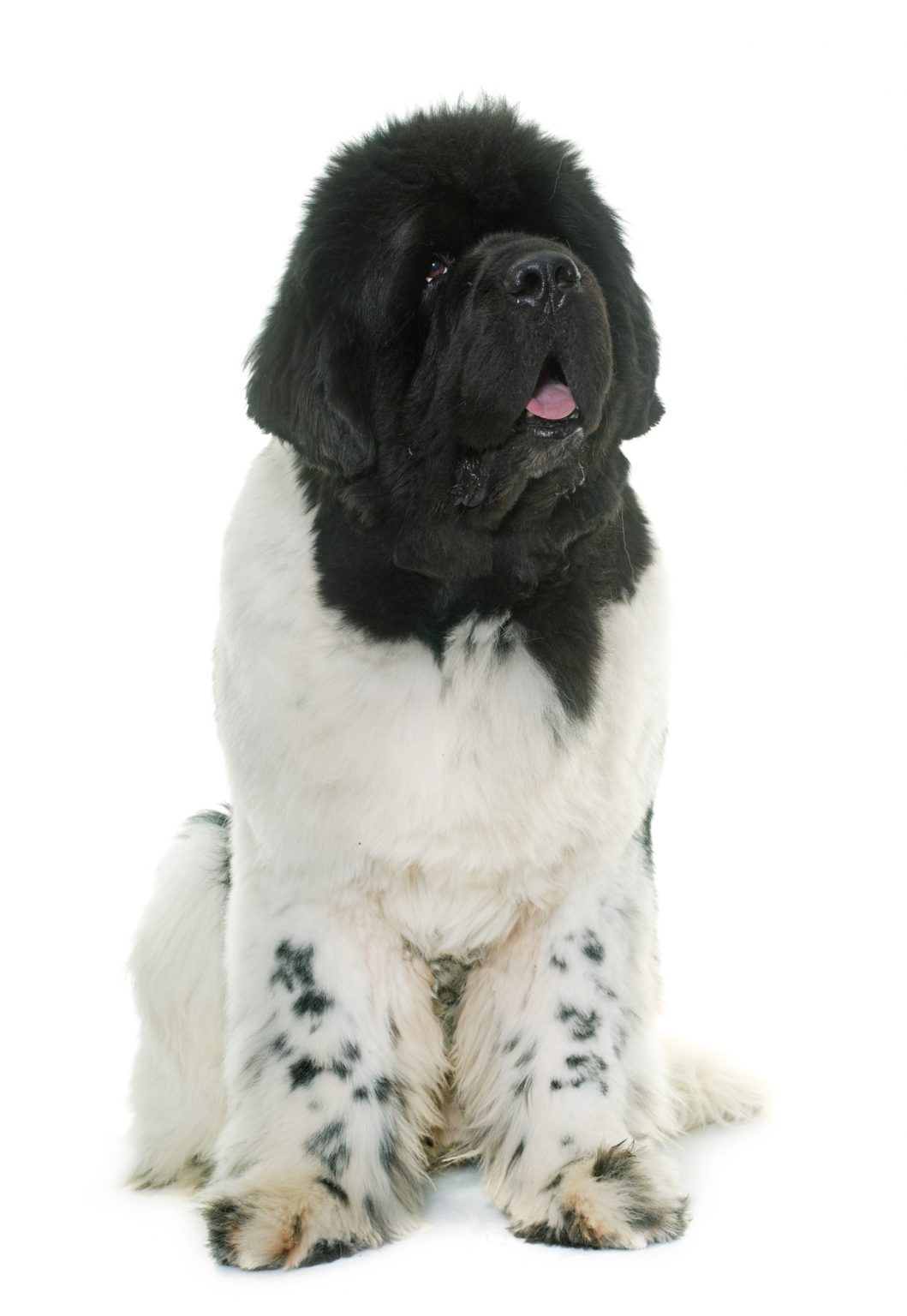 Questions About The Landseer Newfoundland - My Brown Newfies