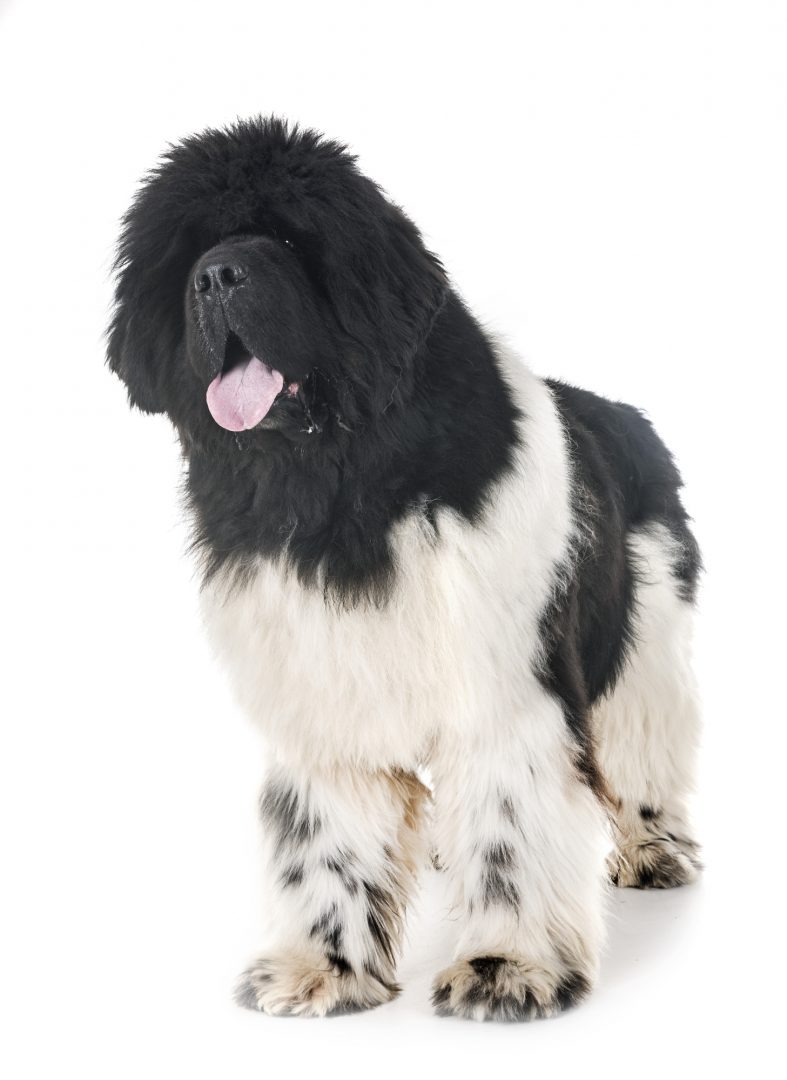 Questions About The Landseer Newfoundland - My Brown Newfies