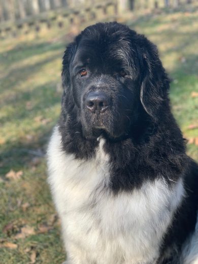 Questions About The Landseer Newfoundland - My Brown Newfies