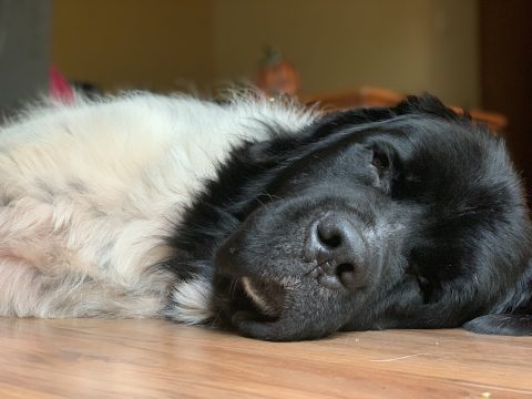 Questions About The Landseer Newfoundland - My Brown Newfies