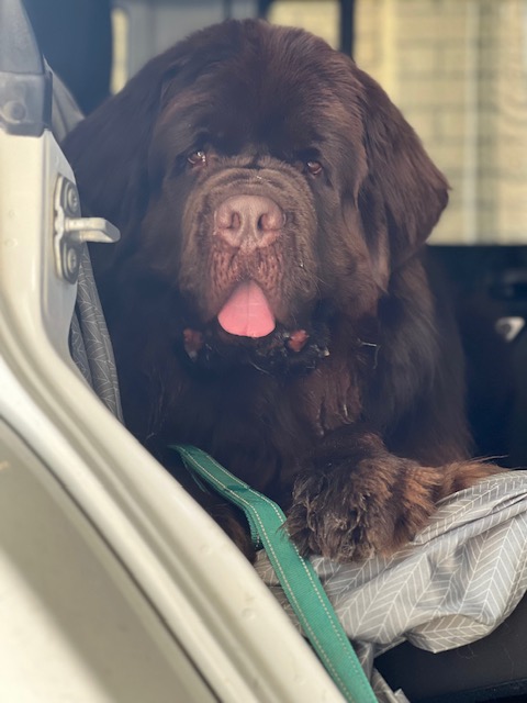 20 Signs You're A Crazy Newfoundland Person And Proud Of It - My Brown ...