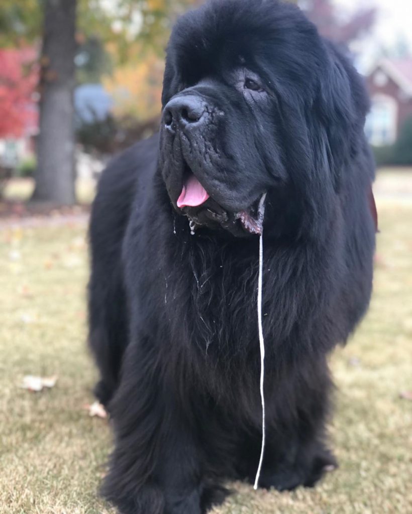 slobber Archives - My Brown Newfies
