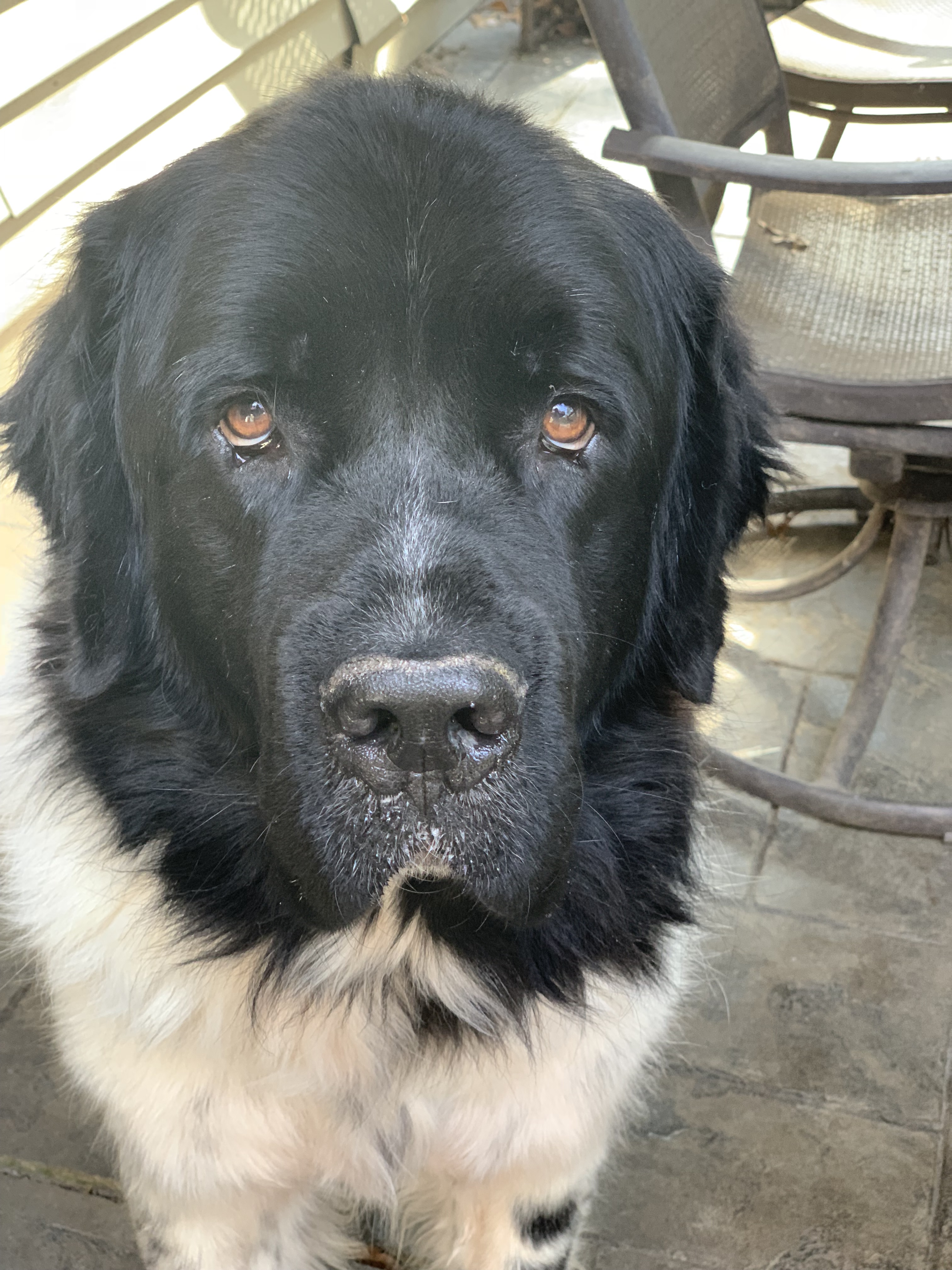 Challenges I Faced With My First Rescue Newfie - My Brown Newfies