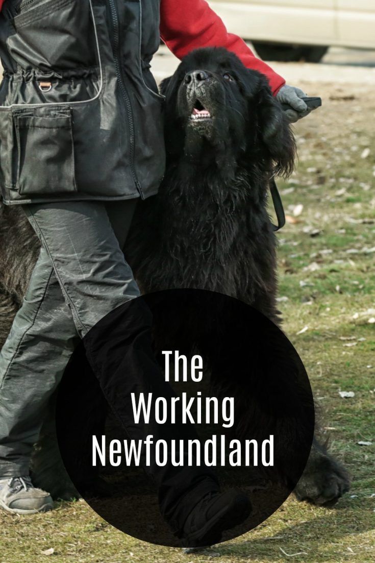 The Newfoundland As A Working Dog - My Brown Newfies