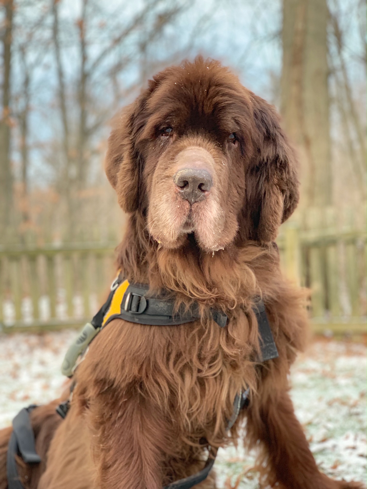 What Does Having An Old Newfie Feel Like? - My Brown Newfies