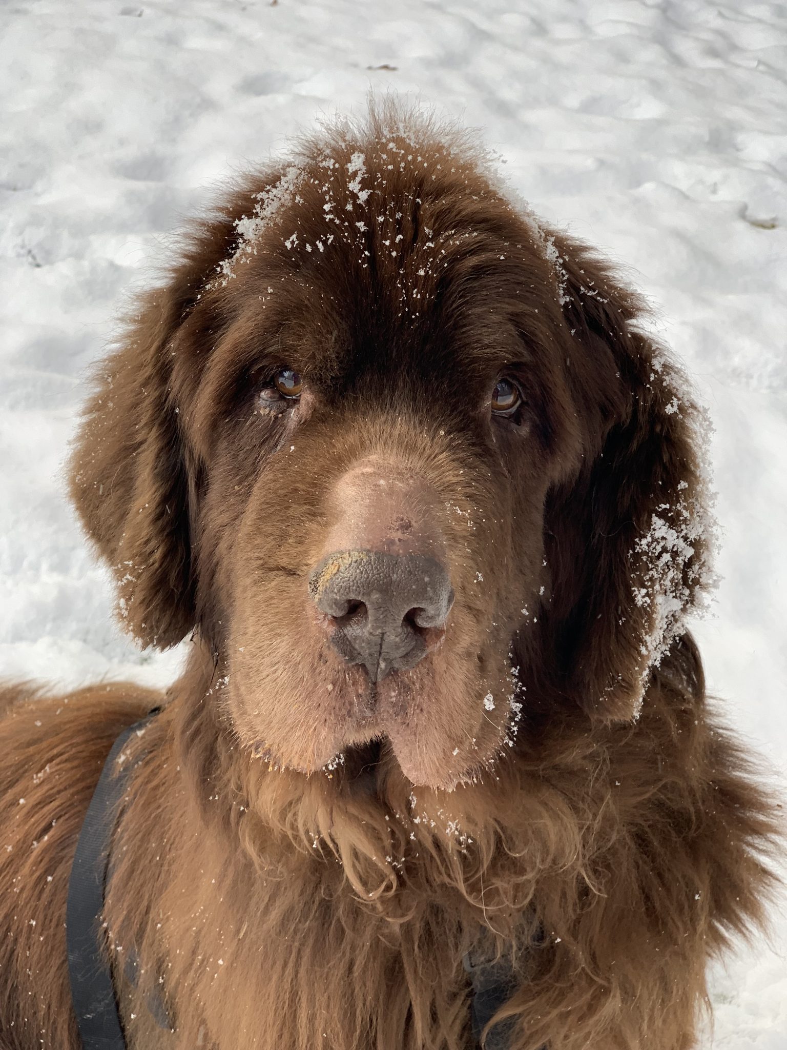 20+ Perfect Newfoundland Dog Names - My Brown Newfies
