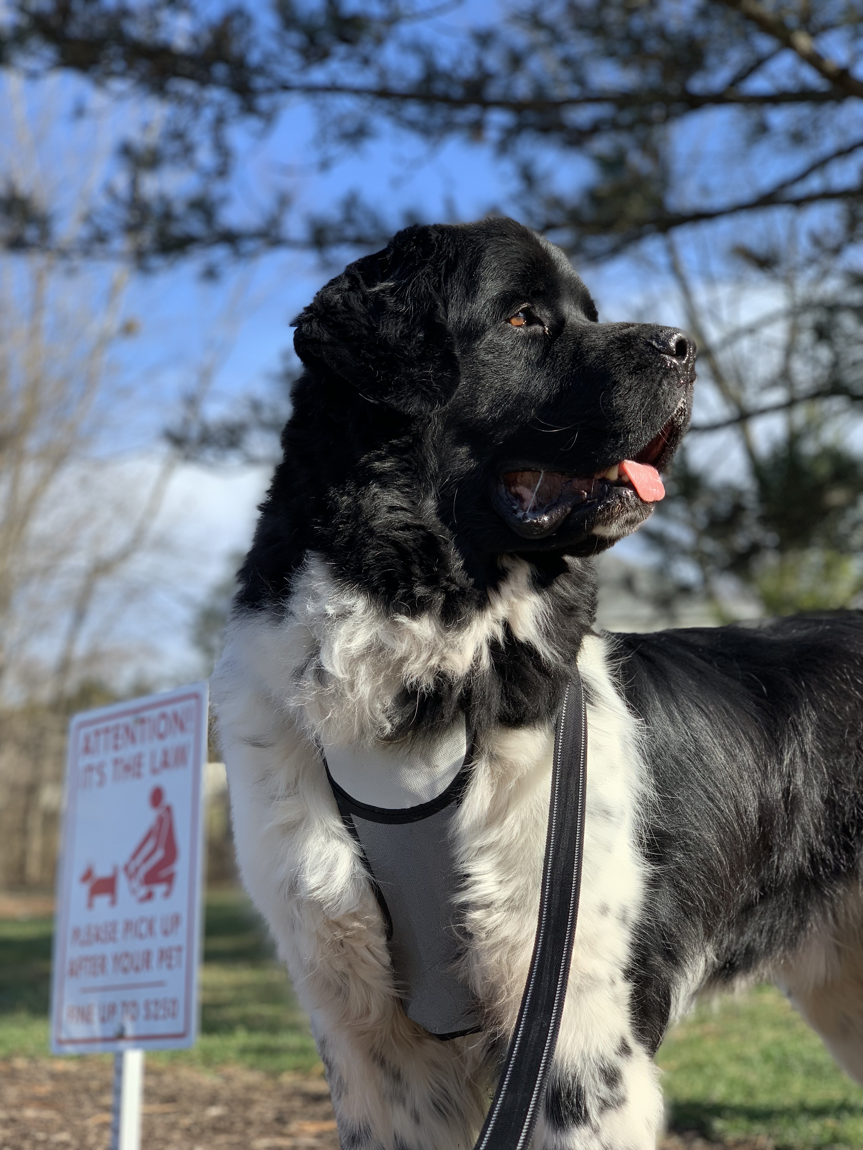 Simple Tips For Walking Your Newfie Without Losing Your Mind - My Brown ...