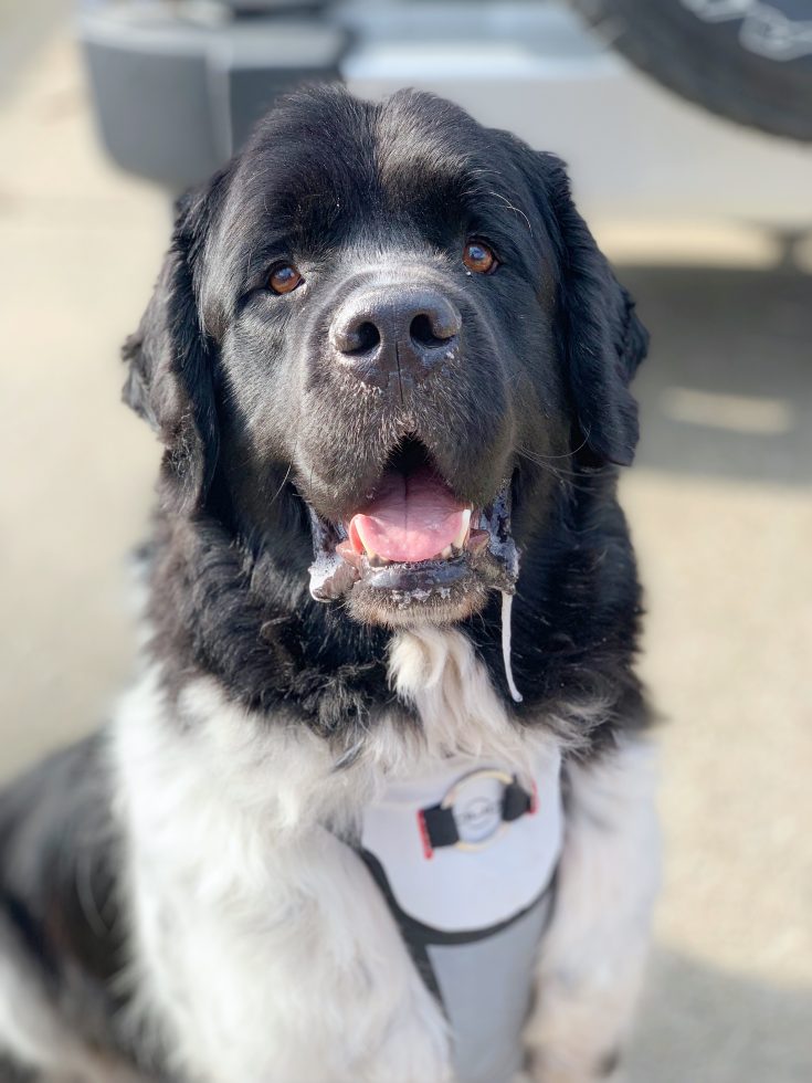 Simple Tips For Walking Your Newfie Without Losing Your Mind - My Brown ...
