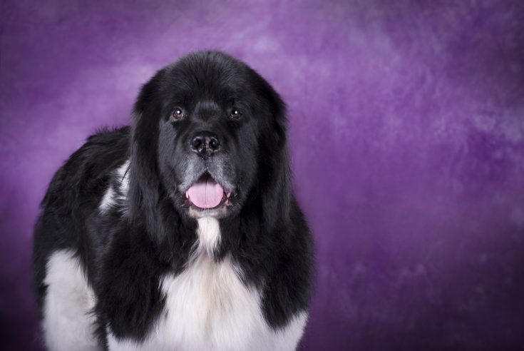 4 Newfoundland Dog Grooming Essentials For Spring - My Brown Newfies
