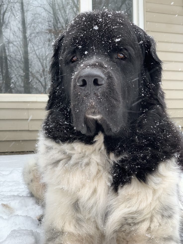 4 Newfoundland Dog Grooming Essentials For Spring - My Brown Newfies
