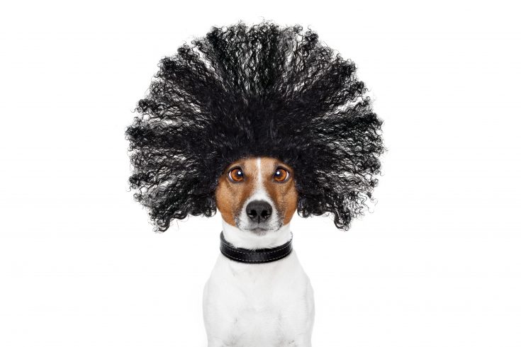 4 Ways To Reduce Static Electricity In Your Dog's Fur - My Brown Newfies