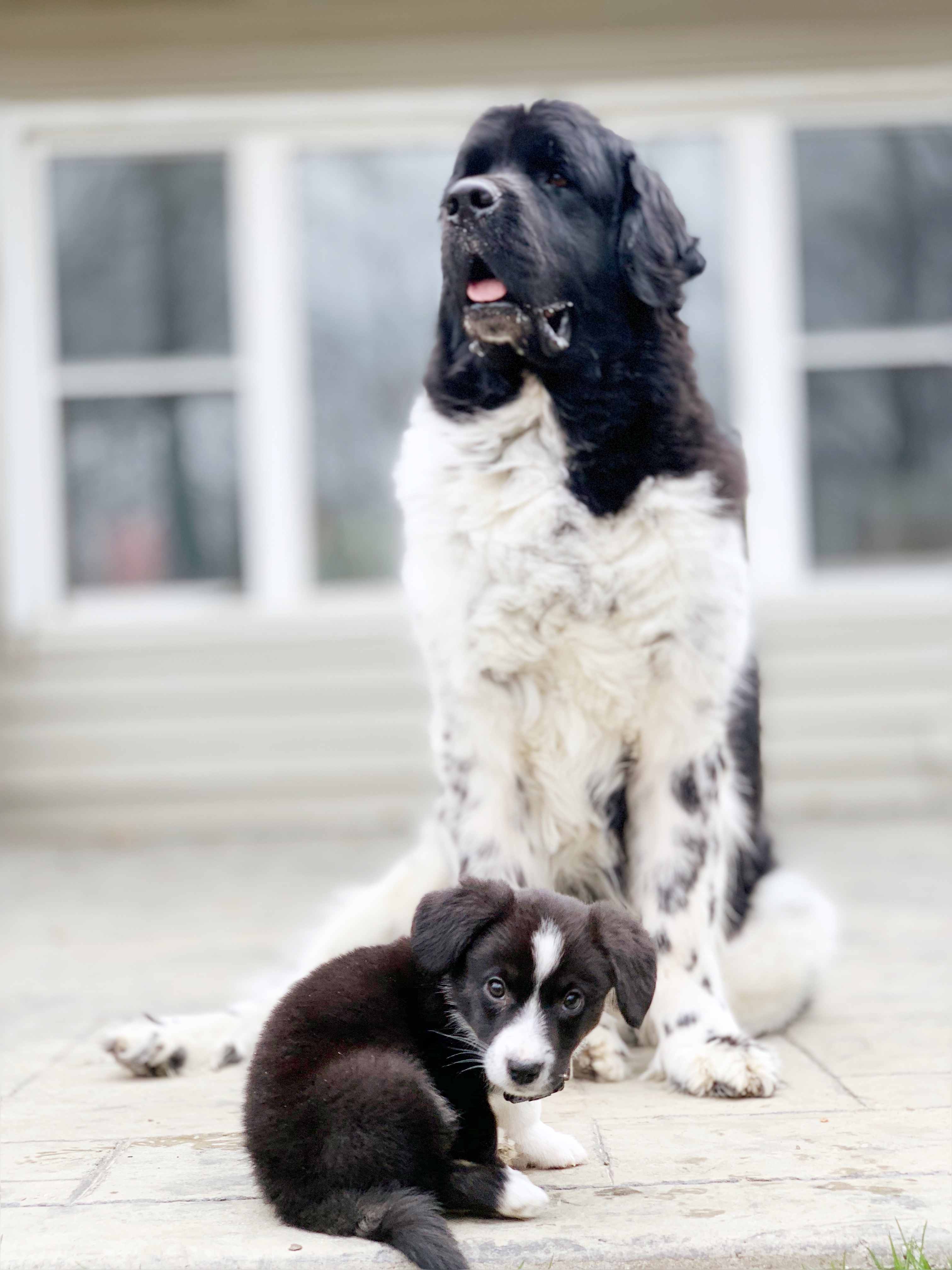 Meet Odin's New Friend! Finn The Puppy! - My Brown Newfies