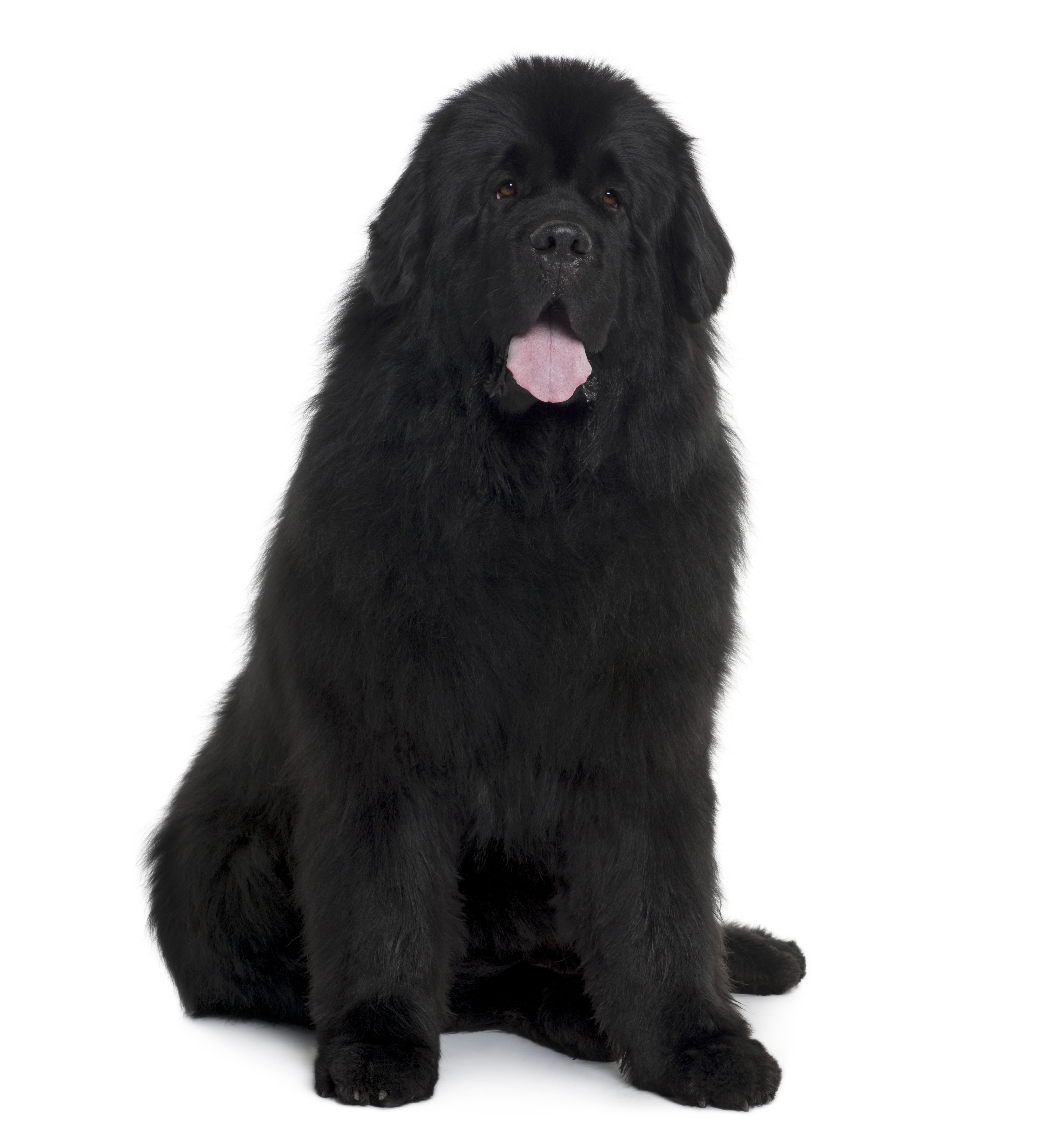 A Look At Newfoundland Dog Colors My Brown Newfies