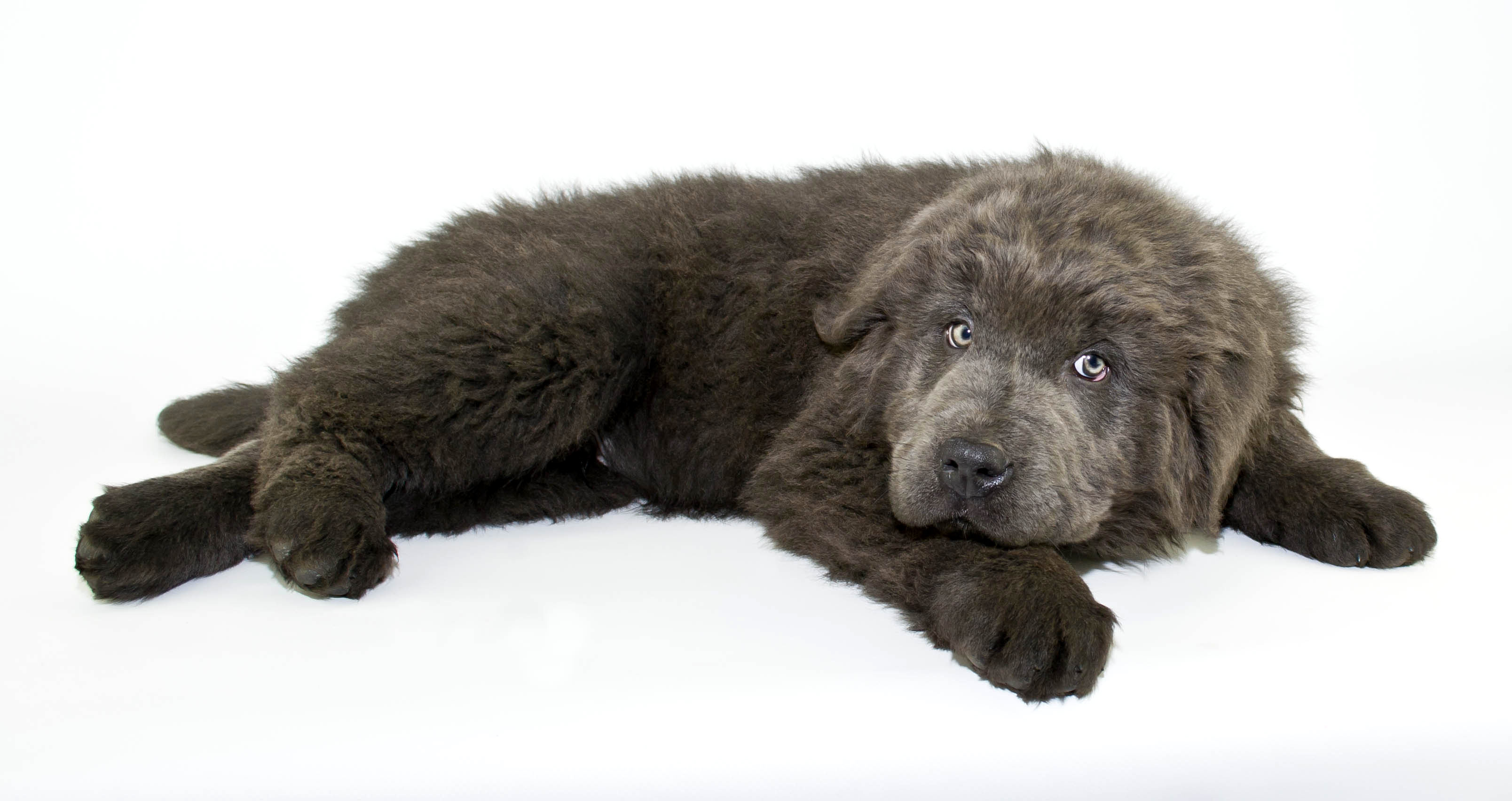 A Look At Newfoundland Dog Colors - My Brown Newfies