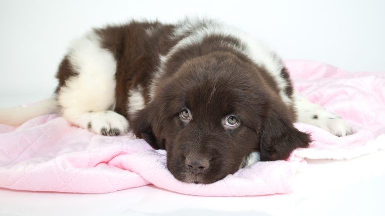 A Look At Newfoundland Dog Colors - My Brown Newfies
