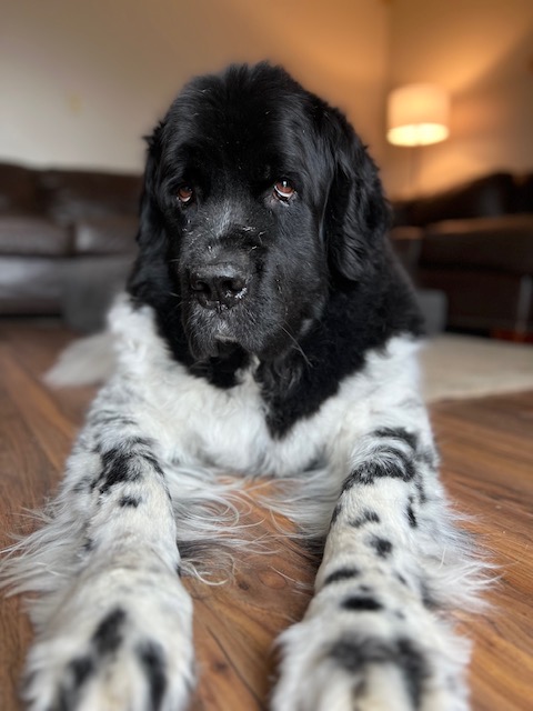 Embrace These 8 Traits Or Don't Get A Newfoundland - My Brown Newfies