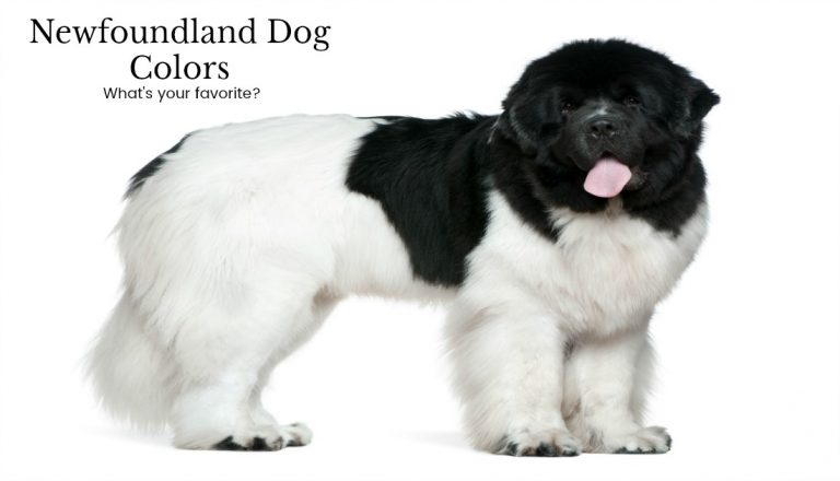 A Look At Newfoundland Dog Colors - My Brown Newfies