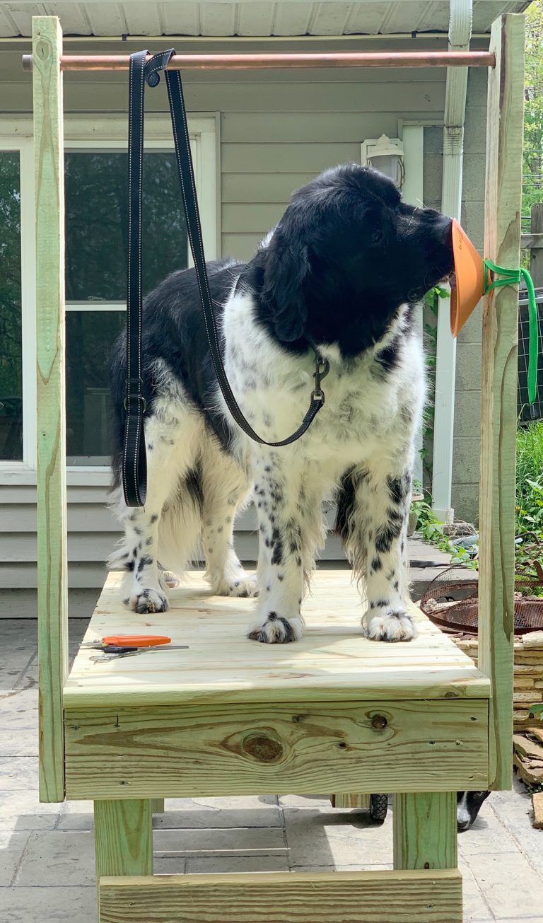 DIY Grooming Table (For Big Dogs) - My Brown Newfies