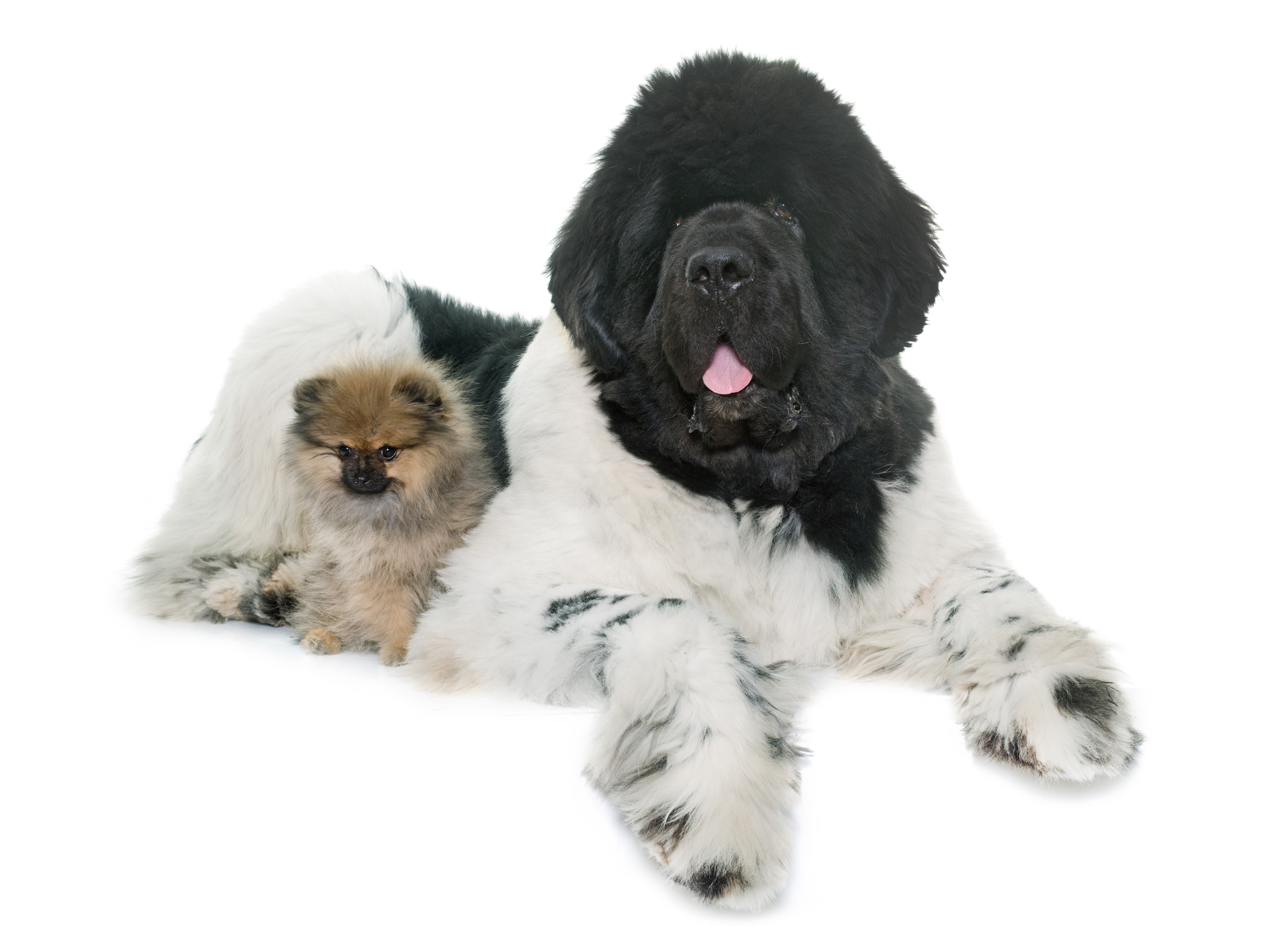 Tips On Introducing A New Puppy To Your Newfoundland Dog - My Brown Newfies