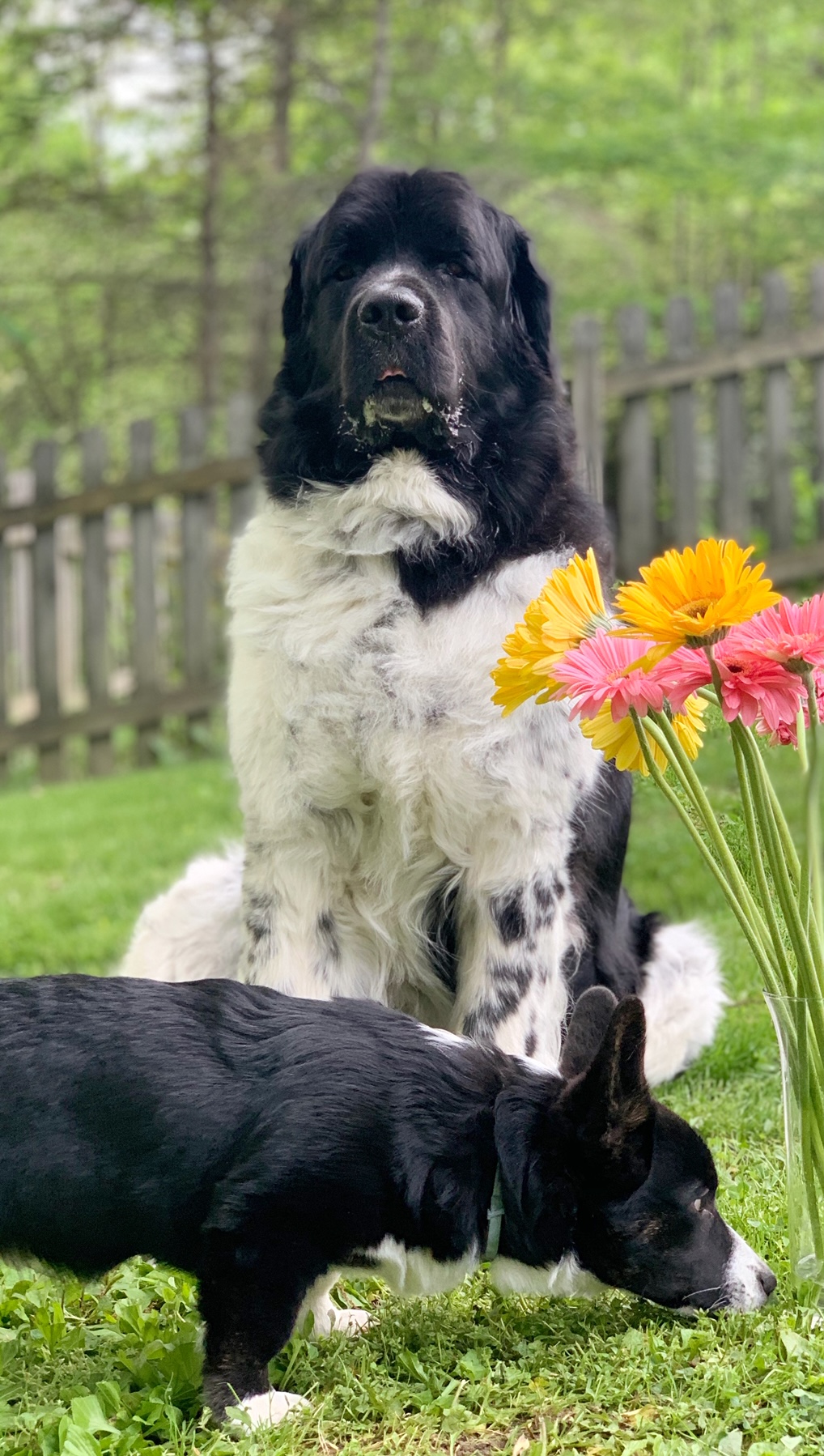 Tips On Introducing A New Puppy To Your Newfoundland Dog - My Brown Newfies