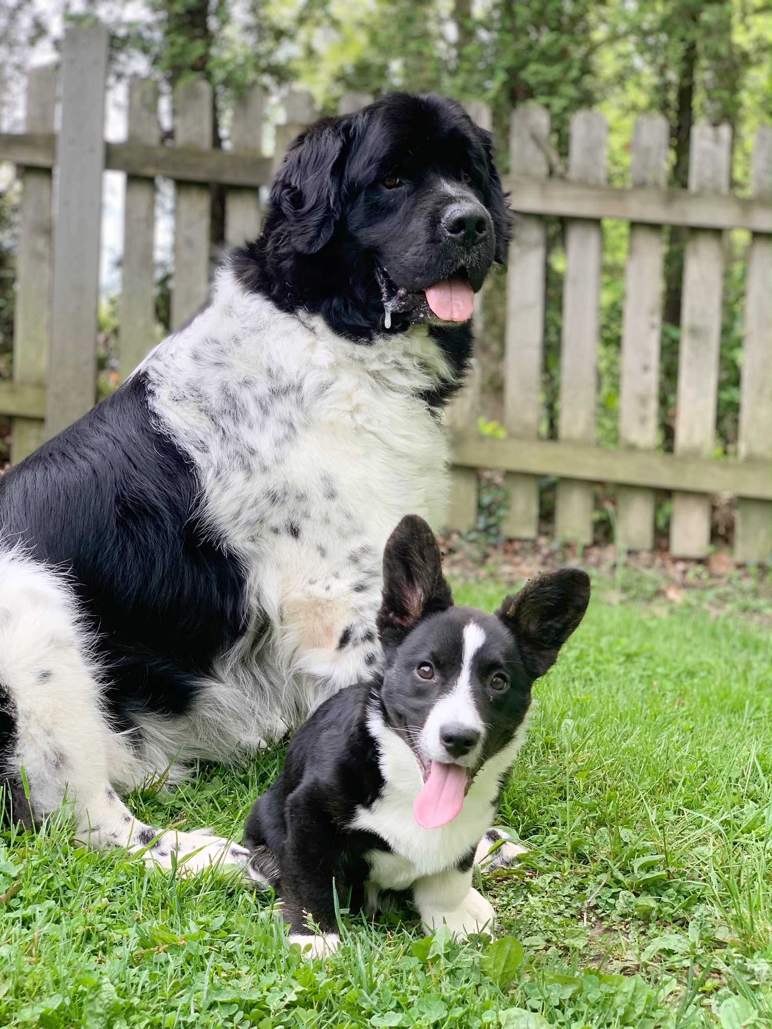 Tips On Introducing A New Puppy To Your Newfoundland Dog - My Brown Newfies