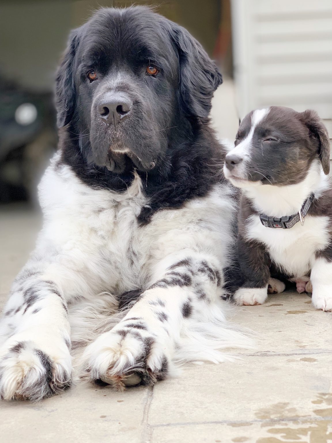 Tips On Introducing A New Puppy To Your Newfoundland Dog - My Brown Newfies