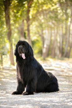 11 Unique Traits That Only The Newfoundland Has - My Brown Newfies