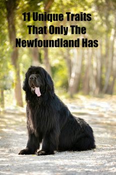11 Unique Traits That Only The Newfoundland Has - My Brown Newfies