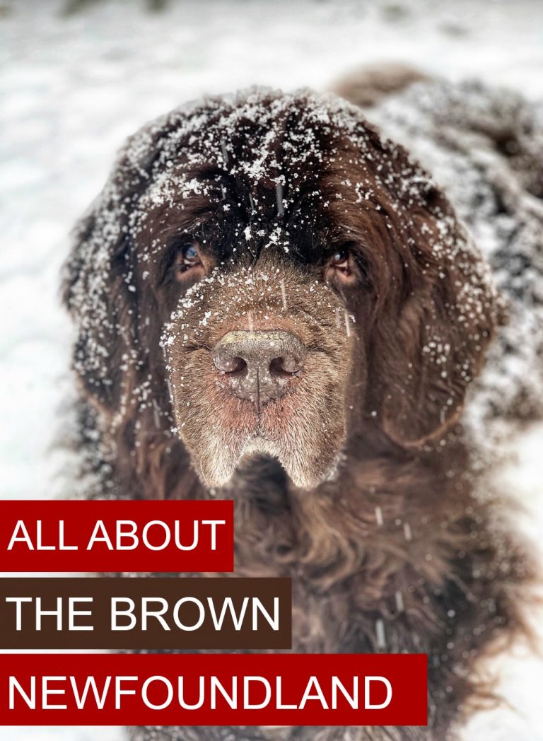 All About The Brown Newfoundland Dog - My Brown Newfies