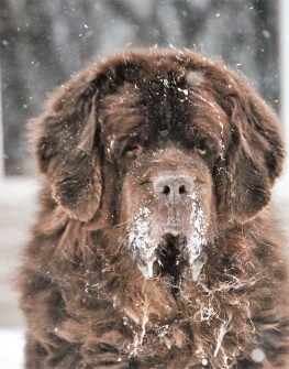 How Much Do Newfoundlands Weigh? - My Brown Newfies