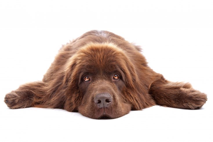 Do Newfoundland Dogs Sleep A Lot? - My Brown Newfies