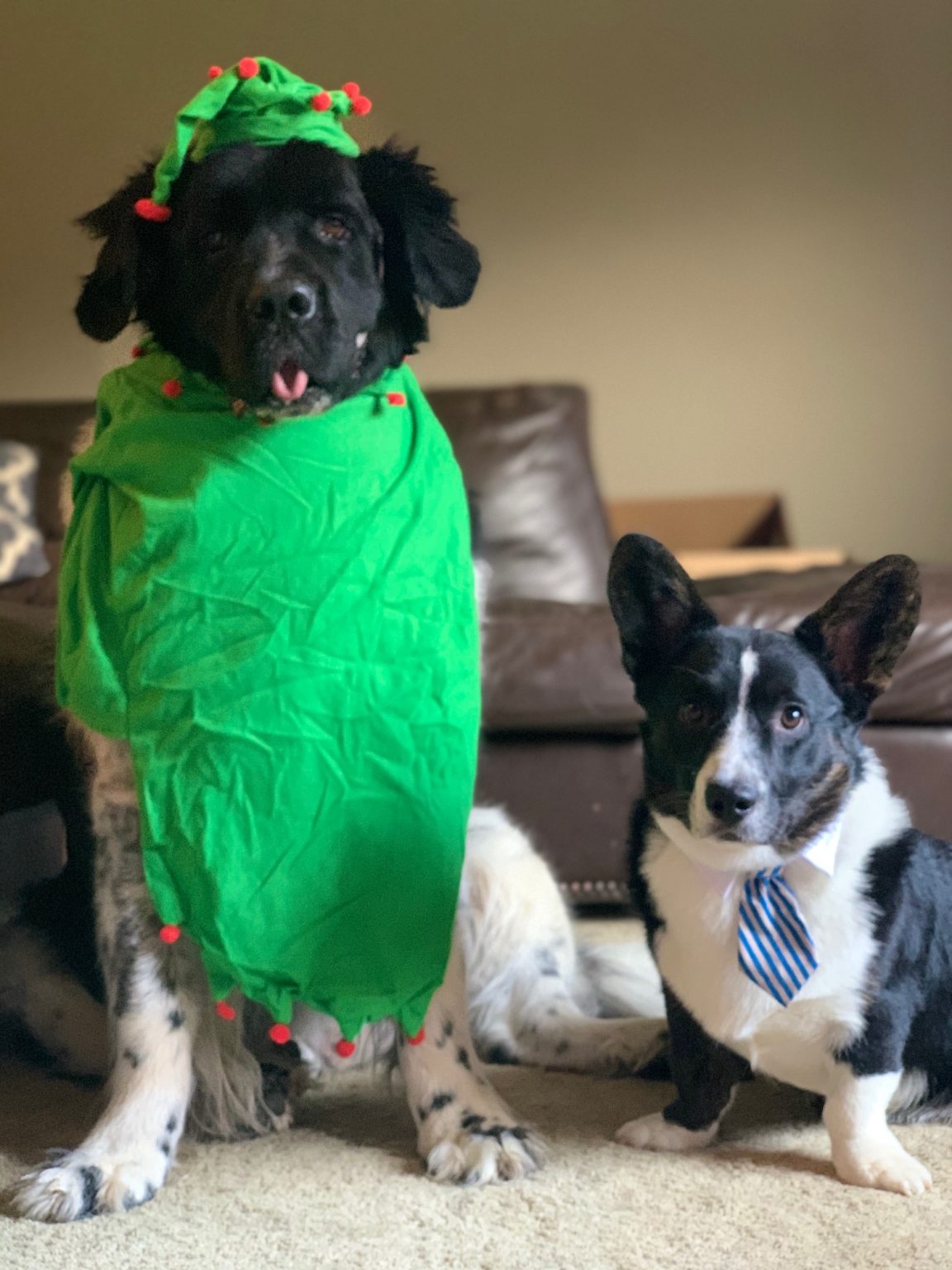 Buddy The Elf & Miles Finch Gone Wrong. Halloween 2020 - My Brown Newfies