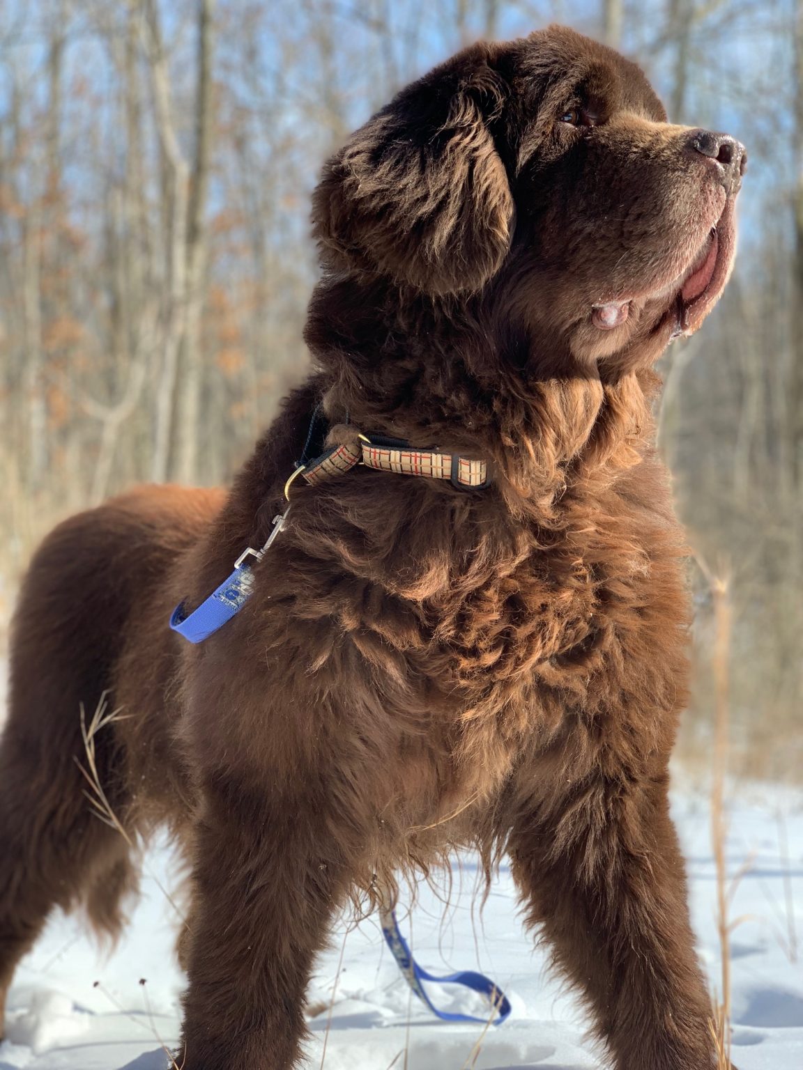 All About The Brown Newfoundland Dog - My Brown Newfies