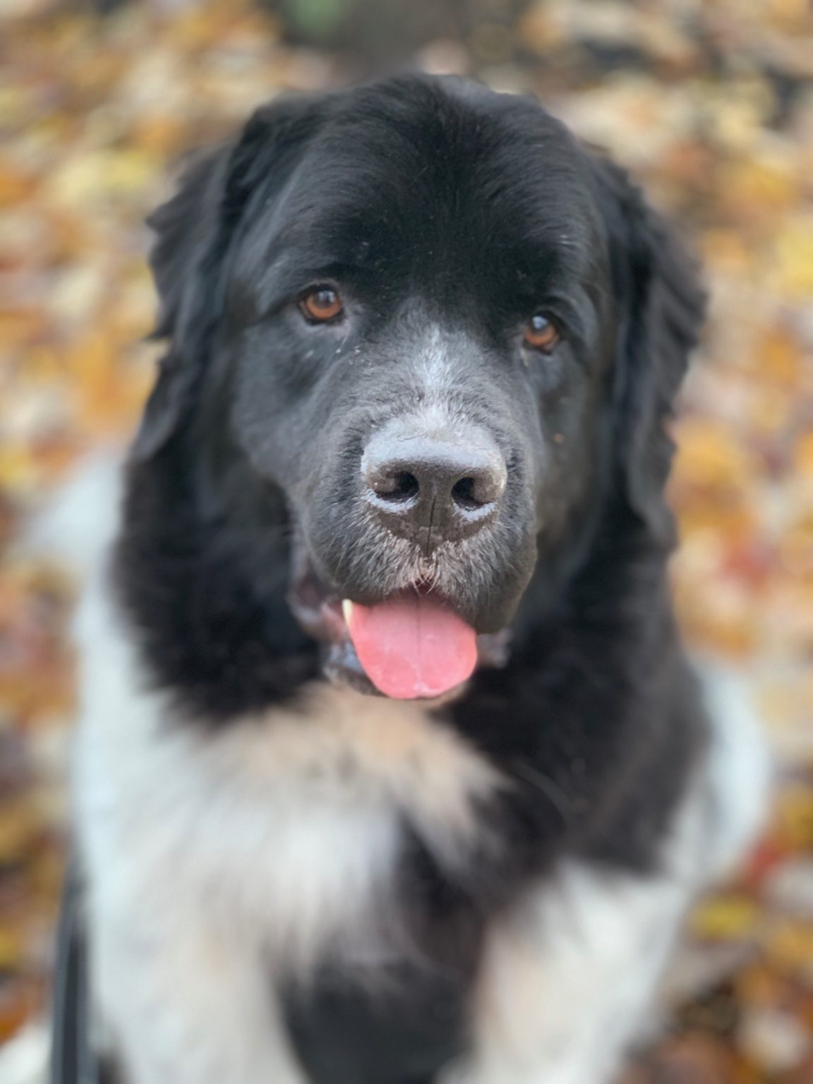 A Landseer In The Fall - My Brown Newfies