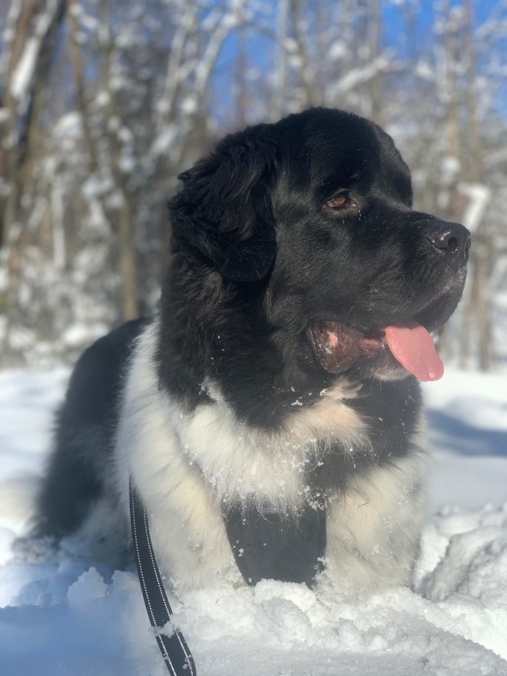Winter Is Magic And The Newfoundland Is Its Proof - My Brown Newfies