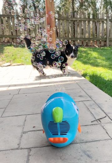 How To Make Dog Safe Bubbles: The 3 Best Homemade Dog Bubble Recipes ...