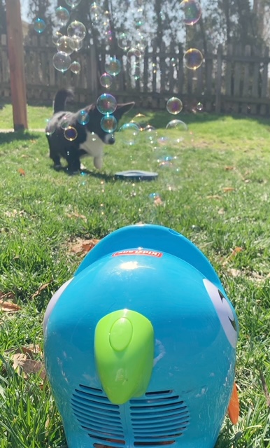 How To Make Dog Safe Bubbles: The 3 Best Homemade Dog Bubble Recipes ...