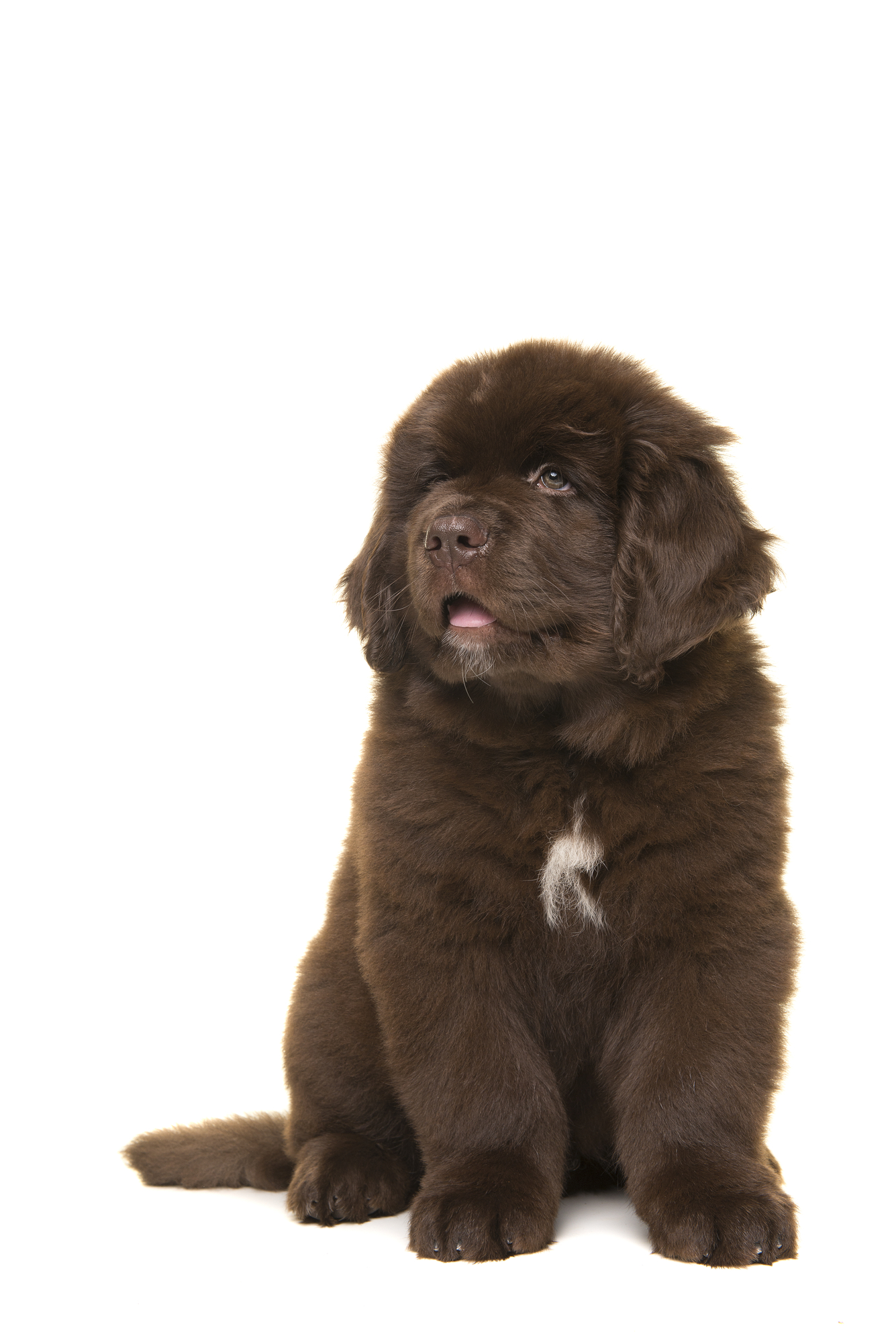 10 Important Things To Teach Your Newfoundland Puppy - My Brown Newfies