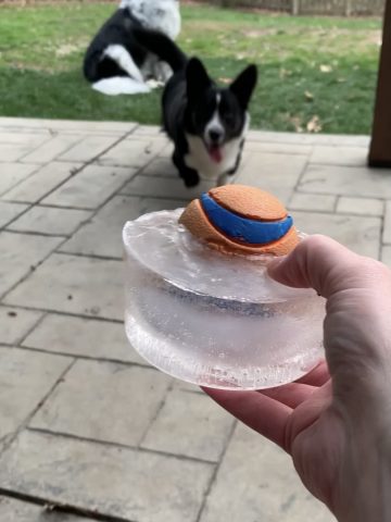 Ice Licks Are The Perfect Way To Keep Your Dog Cool - My Brown Newfies