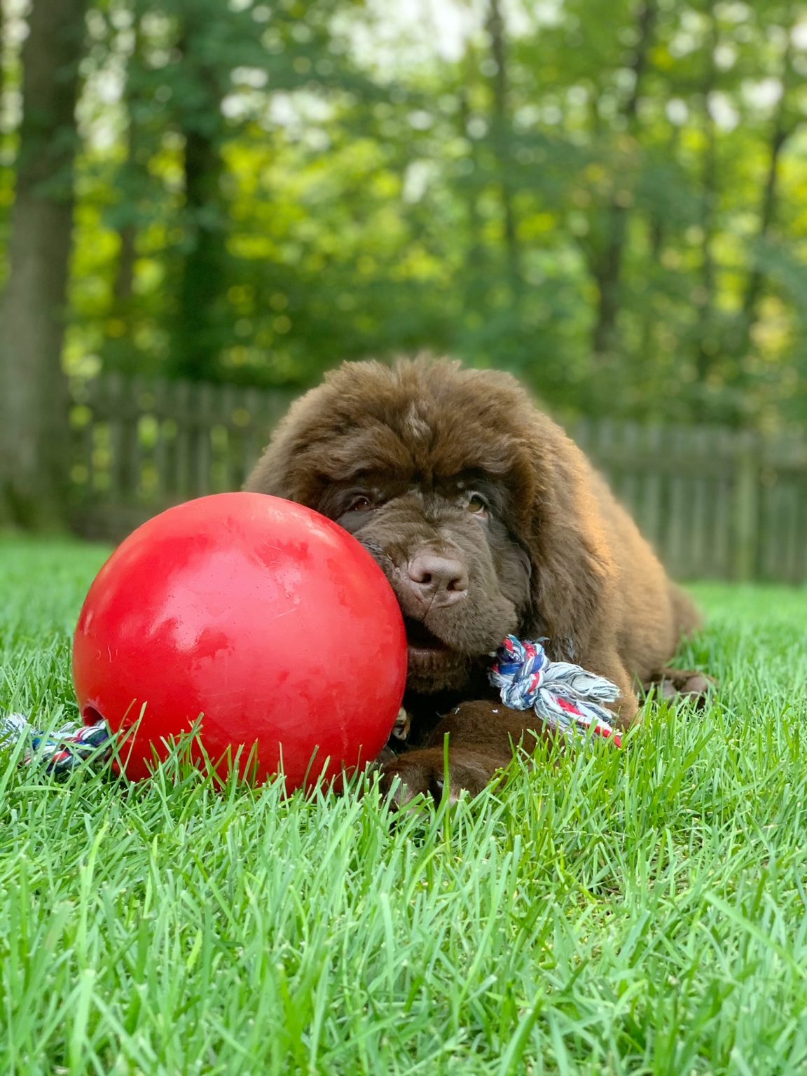 7 Lessons I've Learned Raising a Newfie Puppy Over The Past 30 Days ...