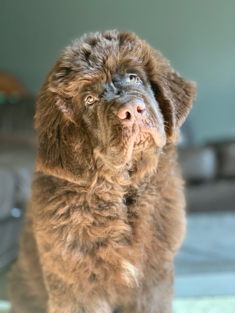 7 Lessons I've Learned Raising a Newfie Puppy Over The Past 30 Days ...