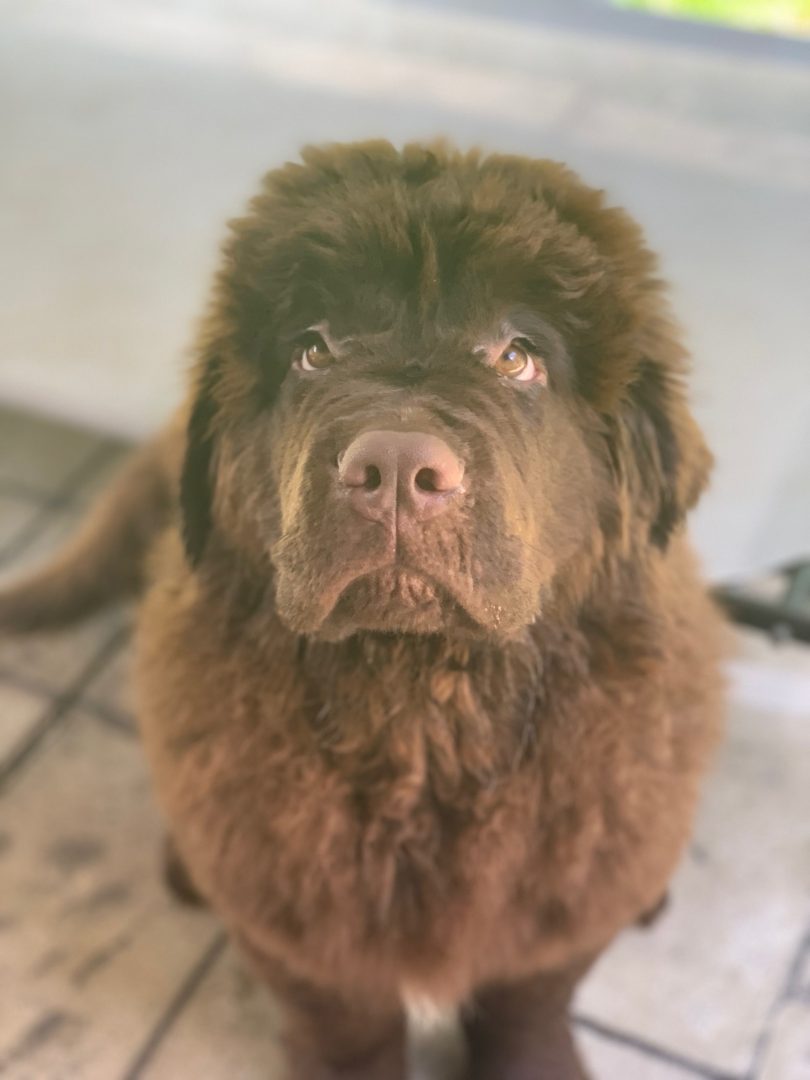 7 Lessons I've Learned Raising a Newfie Puppy Over The Past 30 Days ...