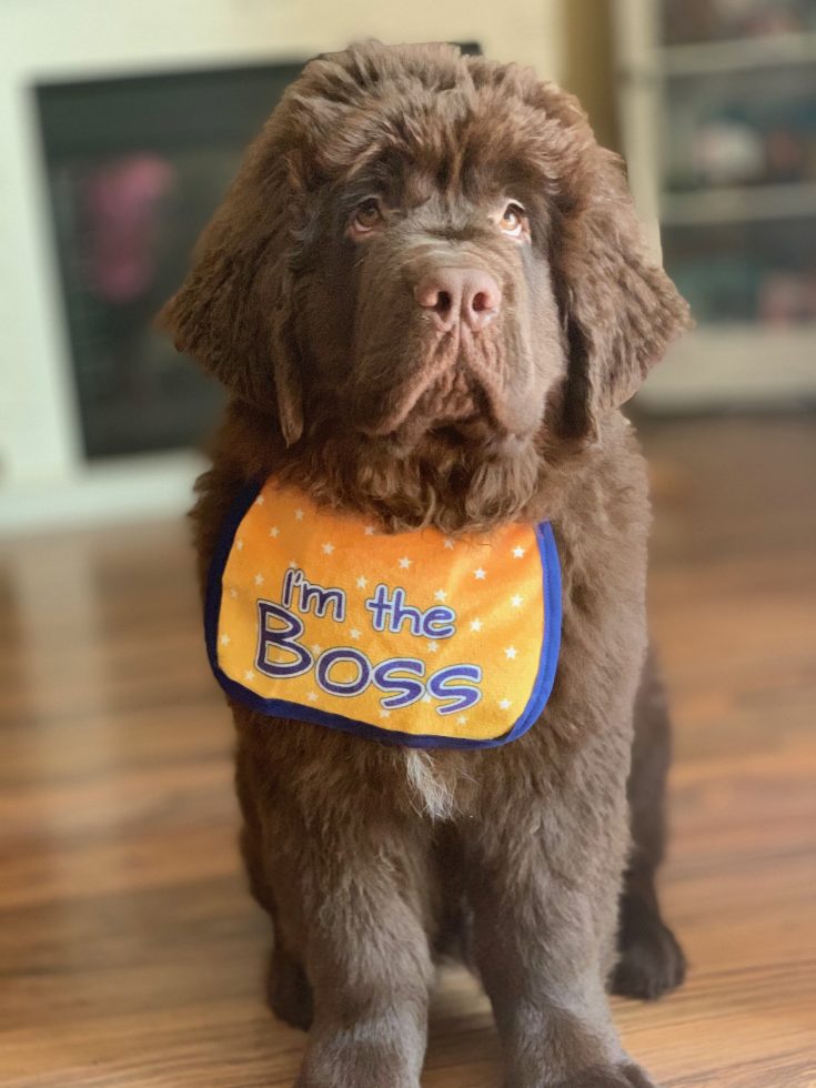 7 Lessons I've Learned Raising a Newfie Puppy Over The Past 30 Days ...