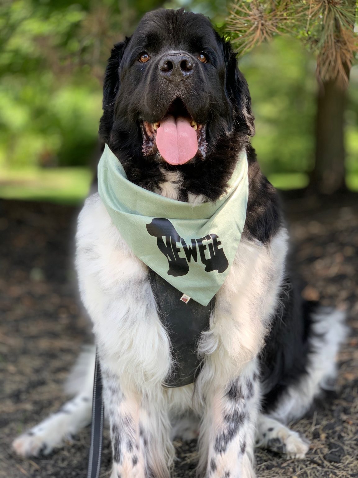 Embrace These 8 Traits Or Don't Get A Newfoundland - My Brown Newfies