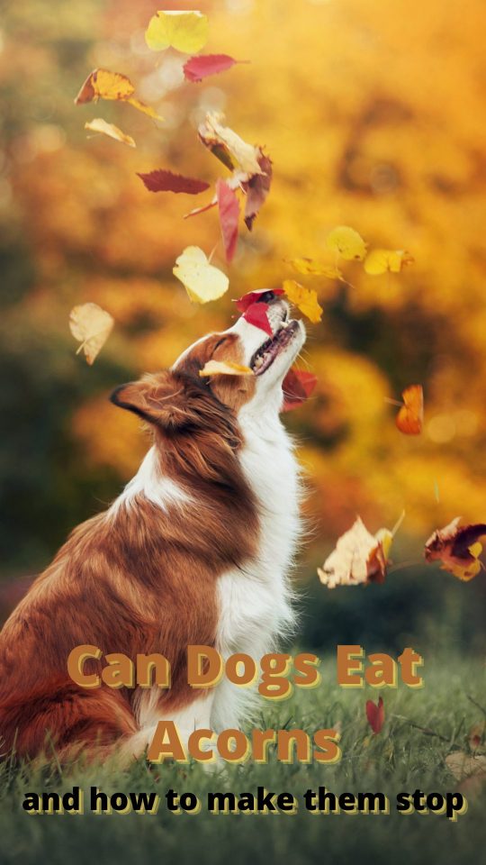 Can Dogs Eat Acorns And How To Make Them Stop - My Brown Newfies